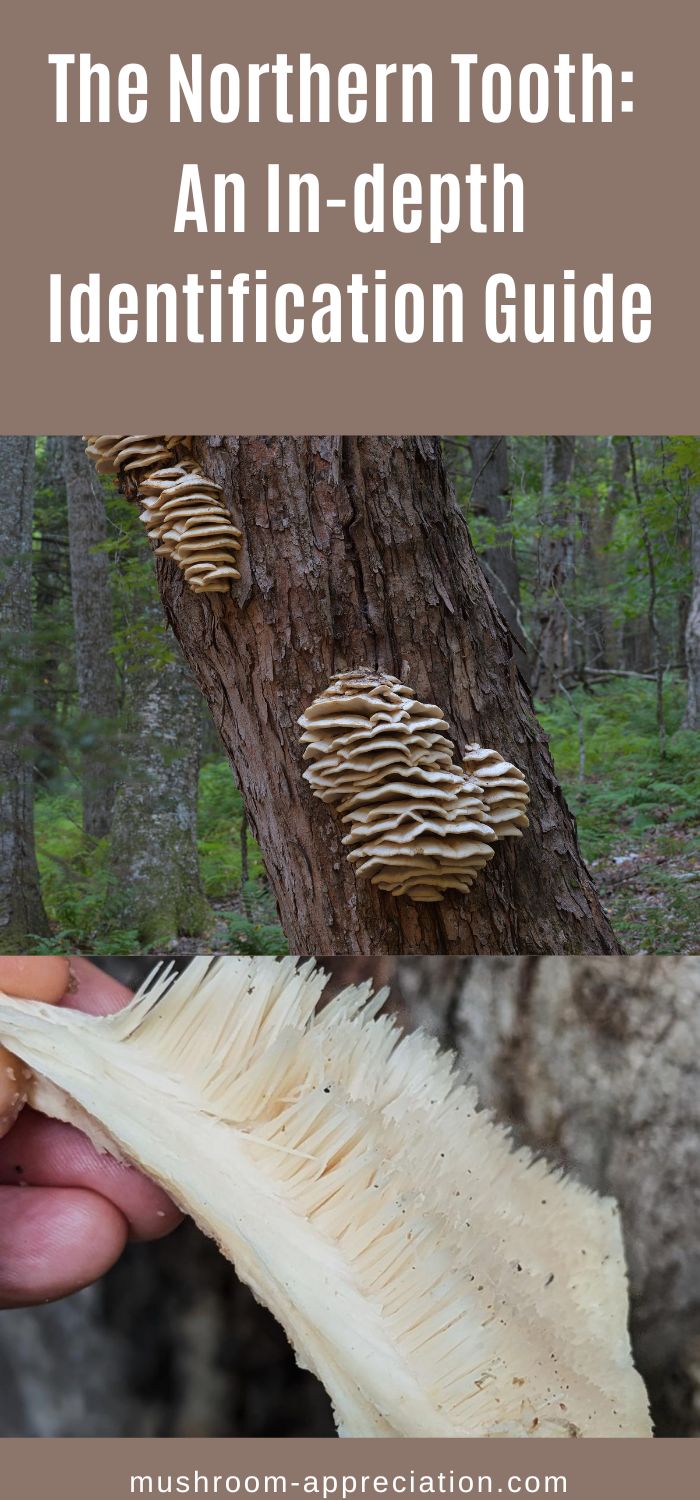 The Northern Tooth: An In-depth Identification Guide - Mushroom ...
