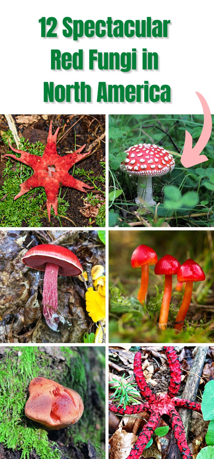 12 Spectacular Red Fungi in North America - Mushroom Appreciation
