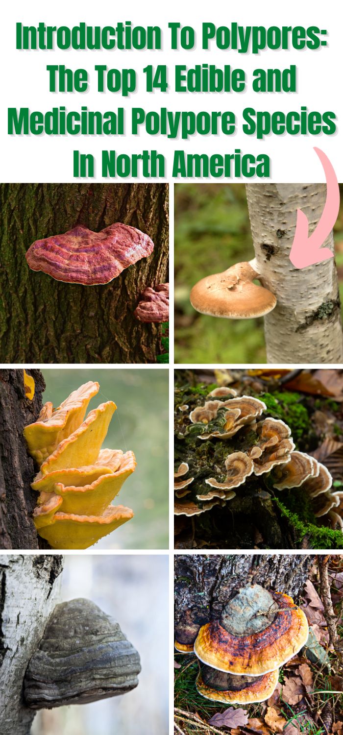 Introduction To Polypores: The Top 14 Edible and Medicinal Polypore ...