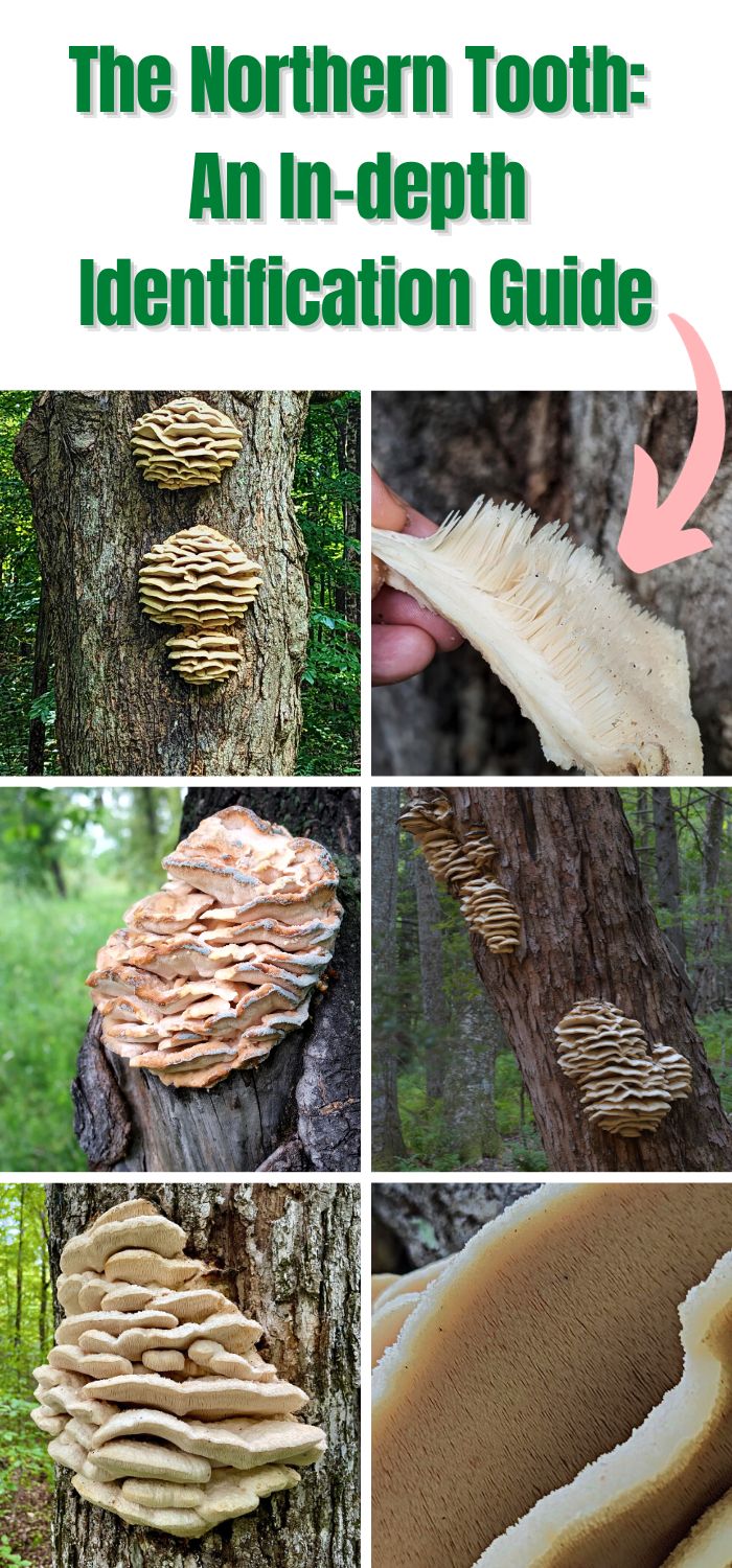 The Northern Tooth: An In-depth Identification Guide - Mushroom ...