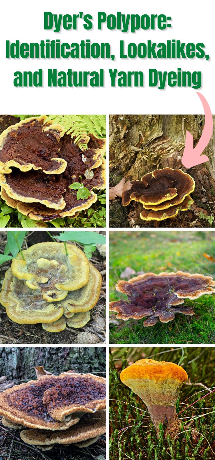 Dyer's Polypore: Identification, Lookalikes, and Natural Yarn Dyeing ...