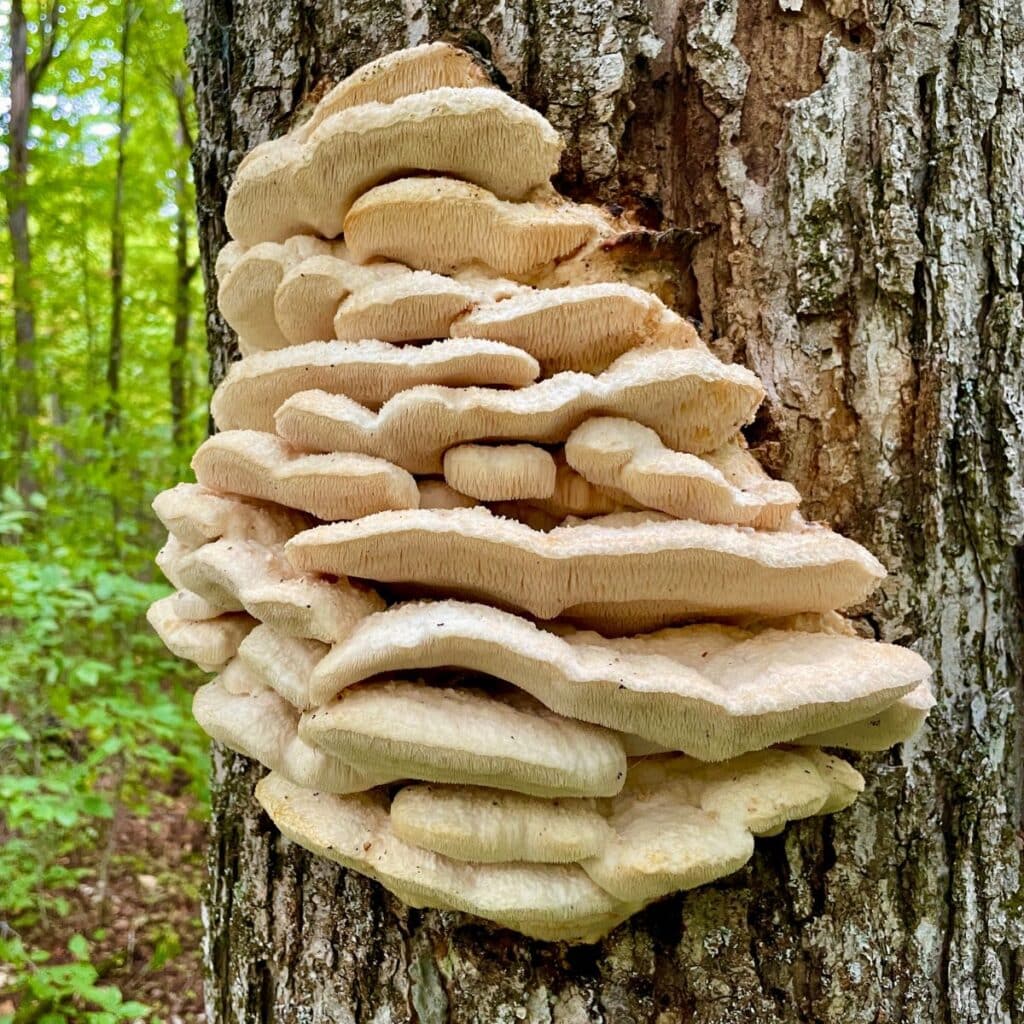 The Northern Tooth: An In-depth Identification Guide - Mushroom ...