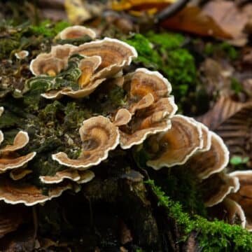 Introduction To Polypores: The Top 14 Edible and Medicinal Polypore ...