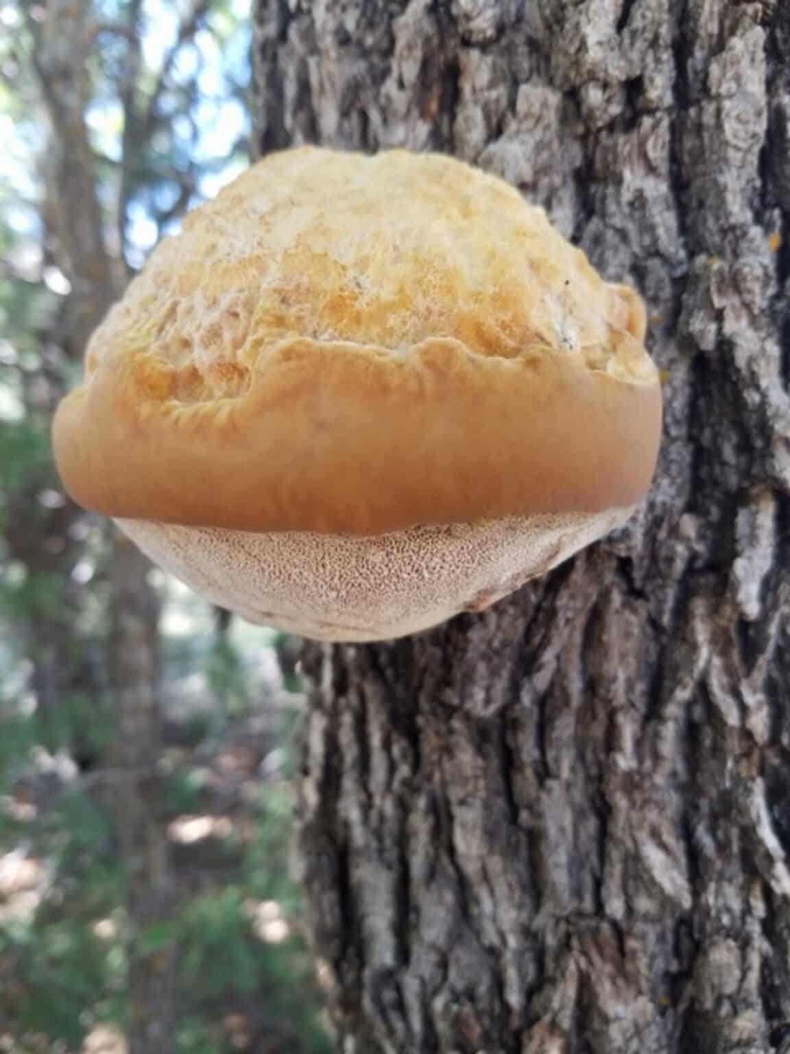 Dyer's Polypore: Identification, Lookalikes, and Natural Yarn Dyeing ...