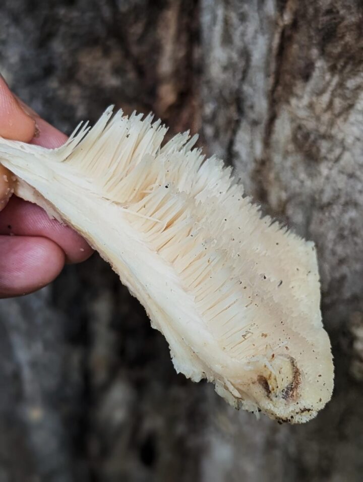 The Northern Tooth: An In-depth Identification Guide - Mushroom ...