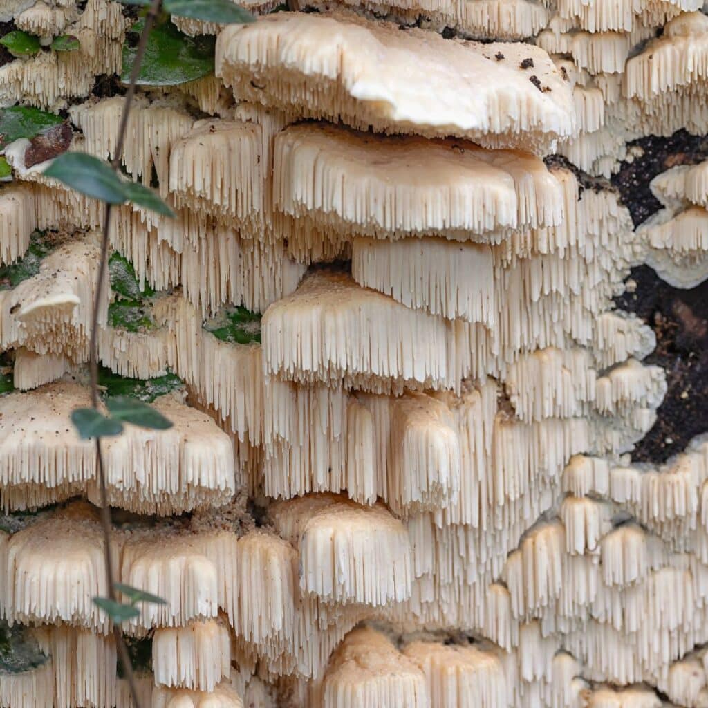 Marshmallow Polypore: Identification and Lookalikes - Mushroom Appreciation