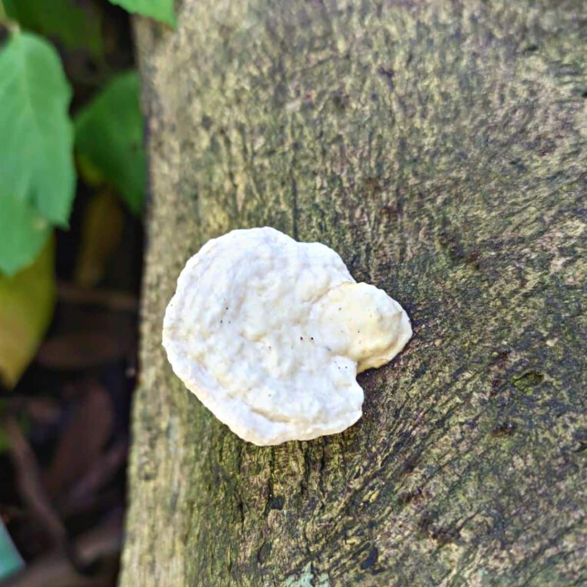 Mushroom Species - Mushroom Appreciation