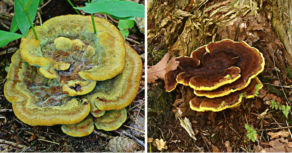Dyer's Polypore: Identification, Lookalikes, and Natural Yarn Dyeing ...