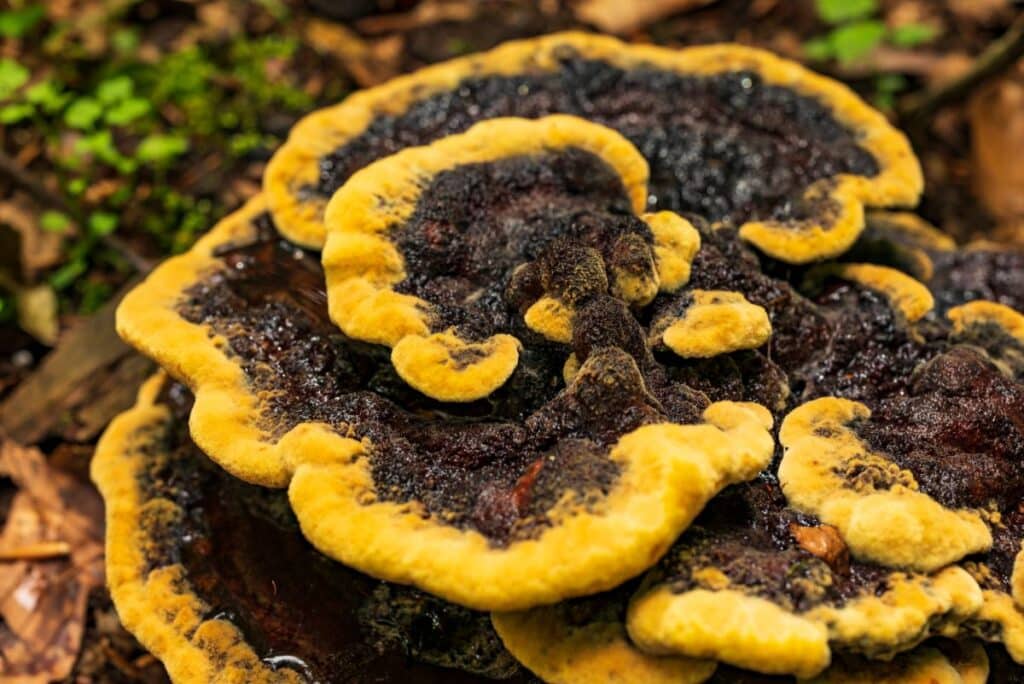 Dyer's Polypore: Identification, Lookalikes, and Natural Yarn Dyeing ...