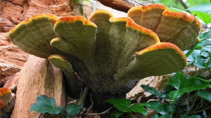 Dyer's Polypore: Identification, Lookalikes, and Natural Yarn Dyeing ...