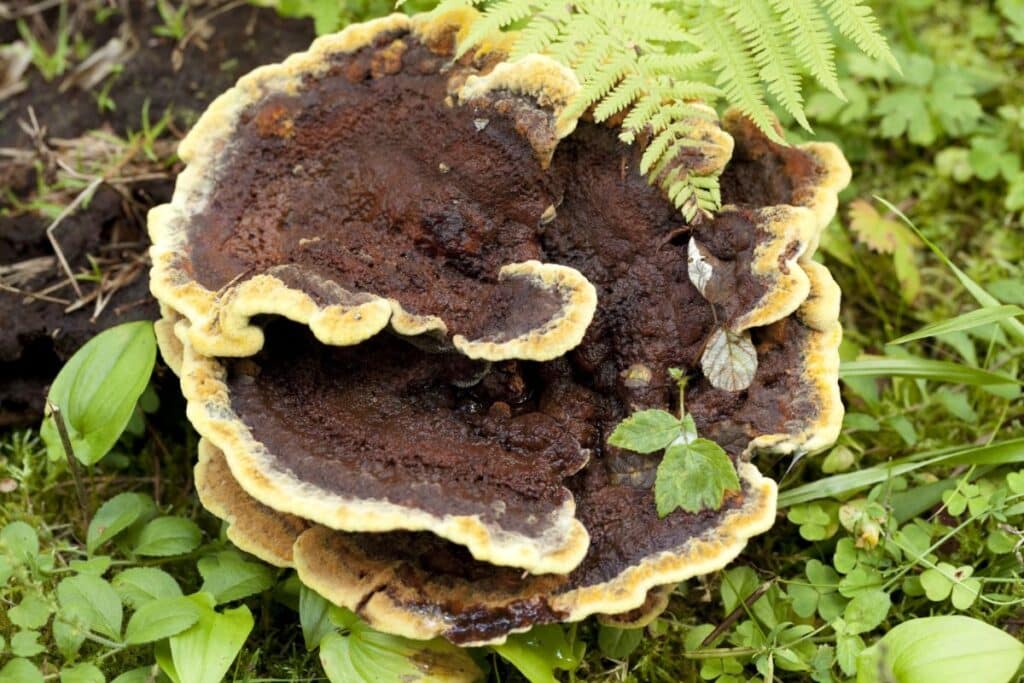 Dyer's Polypore: Identification, Lookalikes, and Natural Yarn Dyeing ...