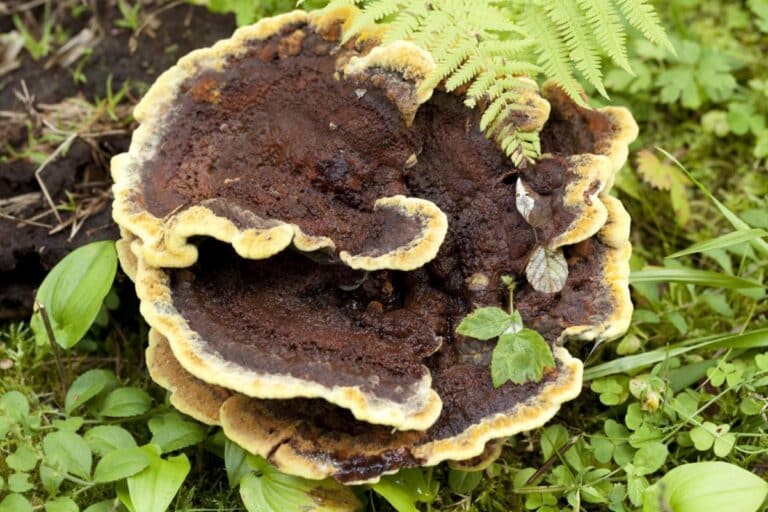 Dyer's Polypore: Identification, Lookalikes, and Natural Yarn Dyeing ...