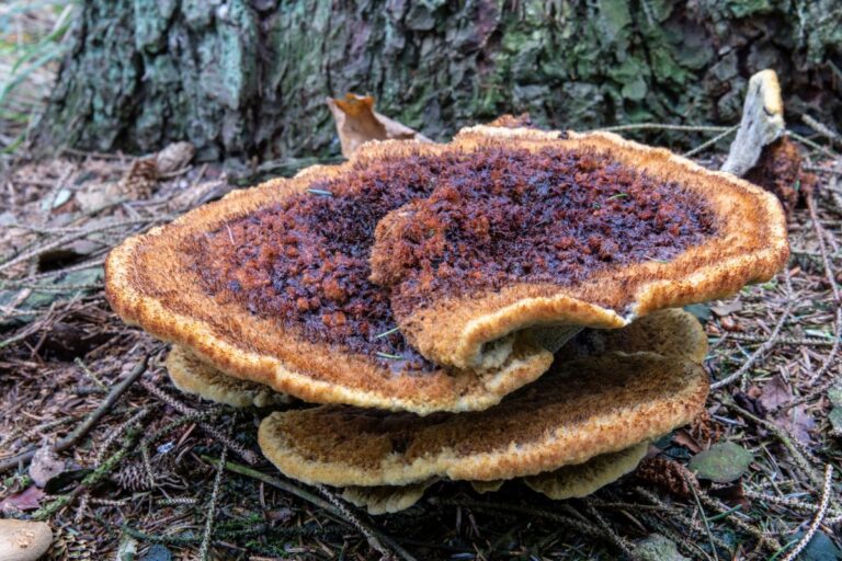 Dyer's Polypore: Identification, Lookalikes, and Natural Yarn Dyeing ...