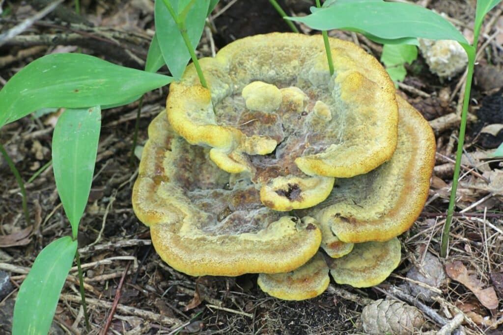 Dyer's Polypore: Identification, Lookalikes, and Natural Yarn Dyeing ...