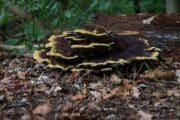 Dyer's Polypore: Identification, Lookalikes, and Natural Yarn Dyeing ...