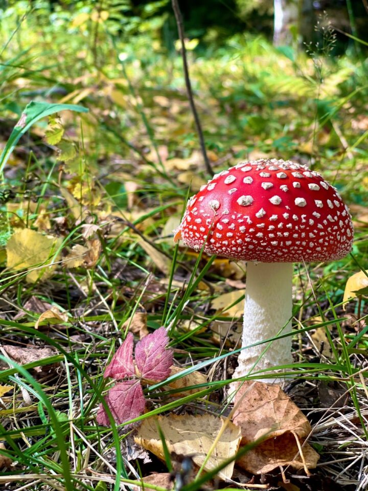 Fly Agaric: The Mushroom, The Myth, The Facts - Mushroom Appreciation