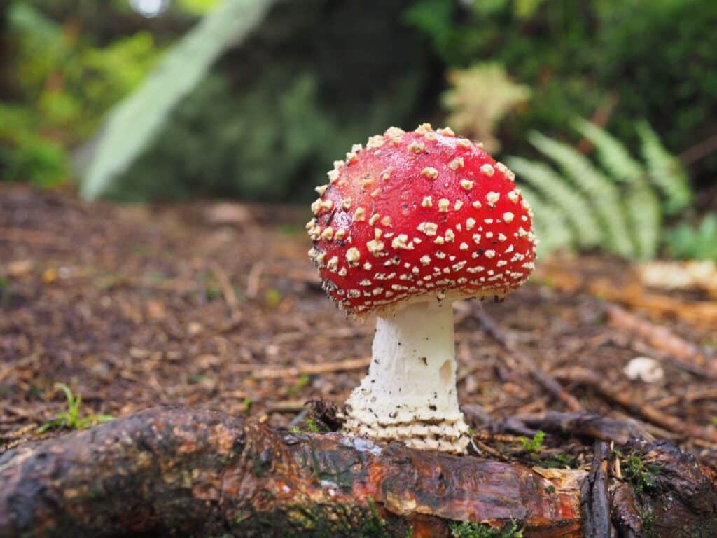Fly Agaric: The Mushroom, The Myth, The Facts - Mushroom Appreciation