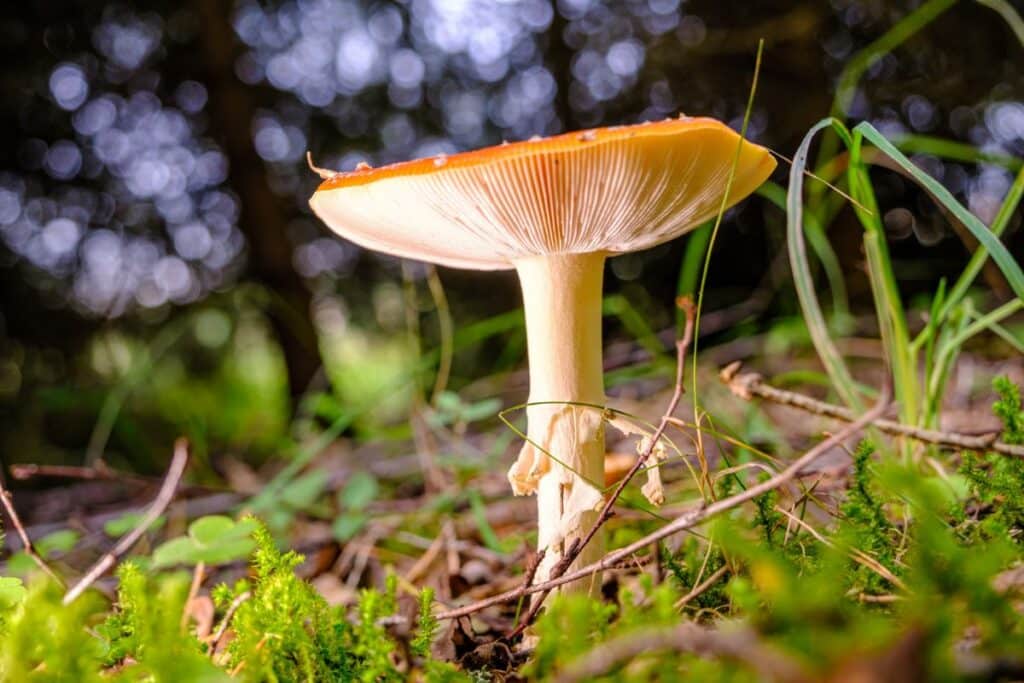 Fly Agaric: The Mushroom, The Myth, The Facts - Mushroom Appreciation