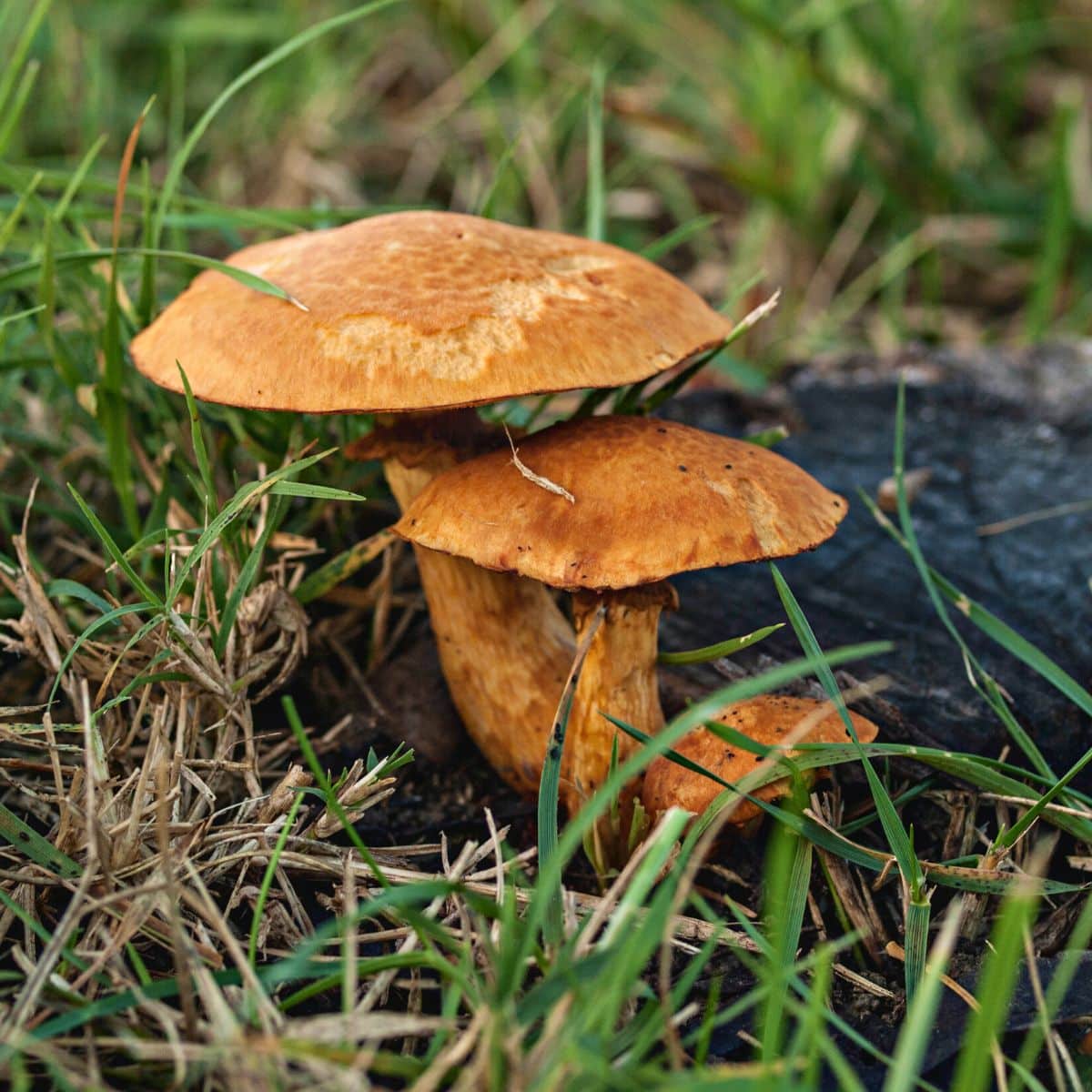 Poisonous Mushrooms - Mushroom Appreciation
