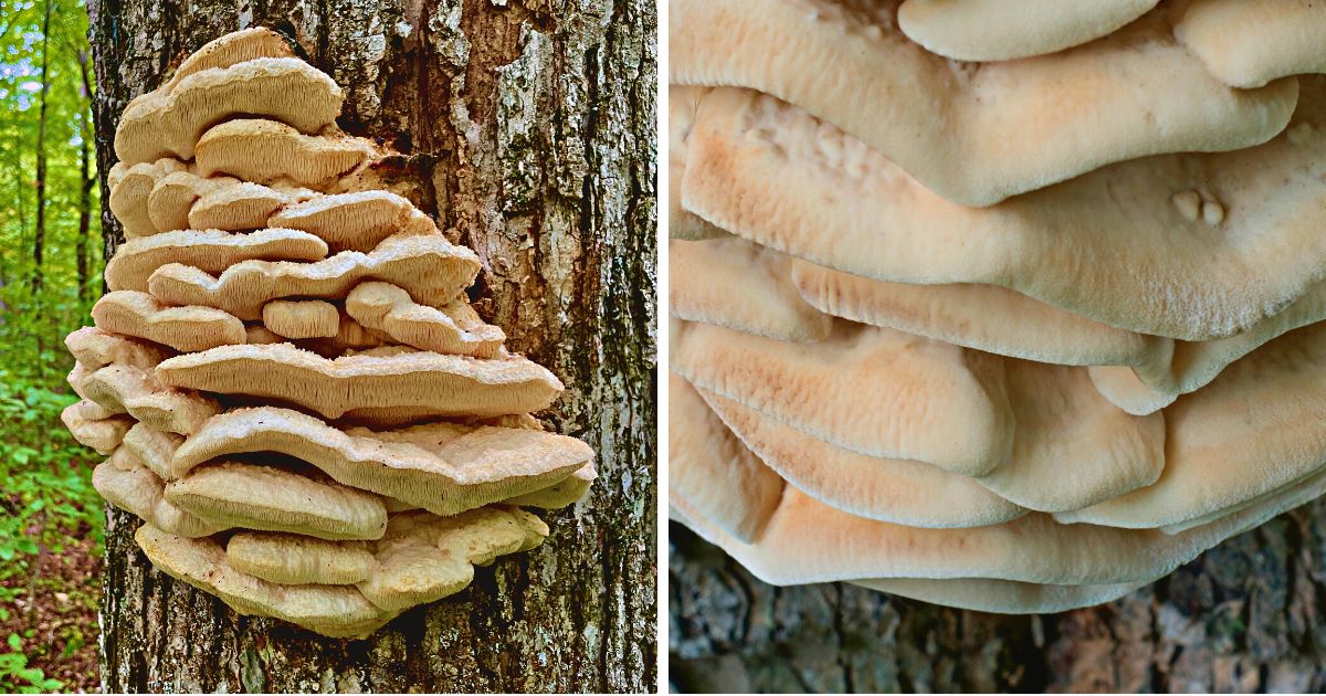 The Northern Tooth: An In-depth Identification Guide - Mushroom ...