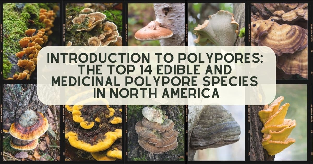 Introduction To Polypores: The Top 14 Edible and Medicinal Polypore ...