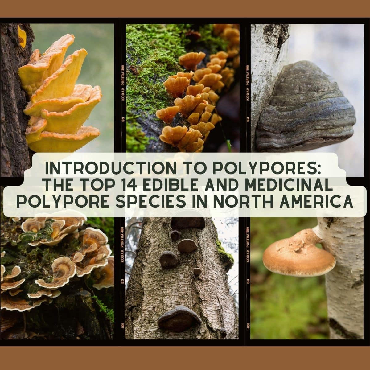 Polypores - Mushroom Appreciation