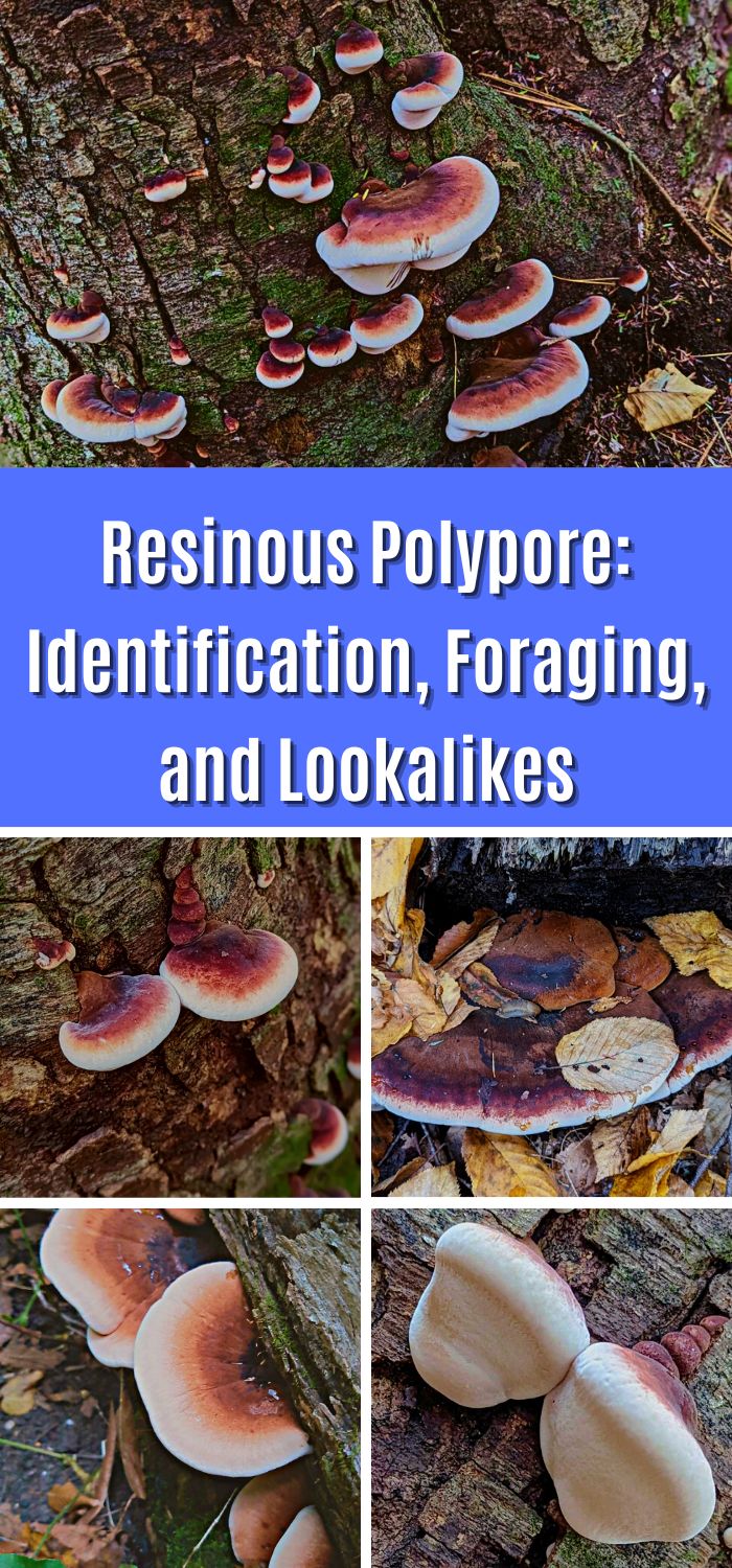 Resinous Polypore: Identification, Foraging, and Lookalikes - Mushroom Appreciation