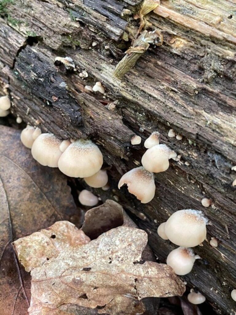 Bear Lentinellus: Guide to Identification, Habitat, and Edibility ...