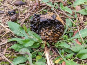 The Creepiest Fungi in North America: 13 Mushrooms To Haunt Your Dreams ...