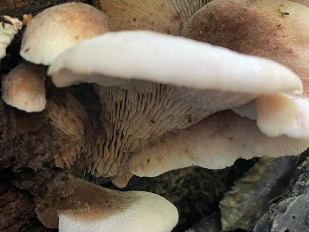 Bear Lentinellus: Guide to Identification, Habitat, and Edibility ...