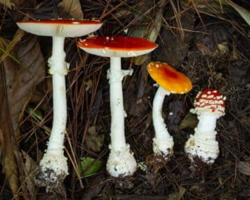 North American Amanitas: A Detailed Identification Guide - Mushroom ...