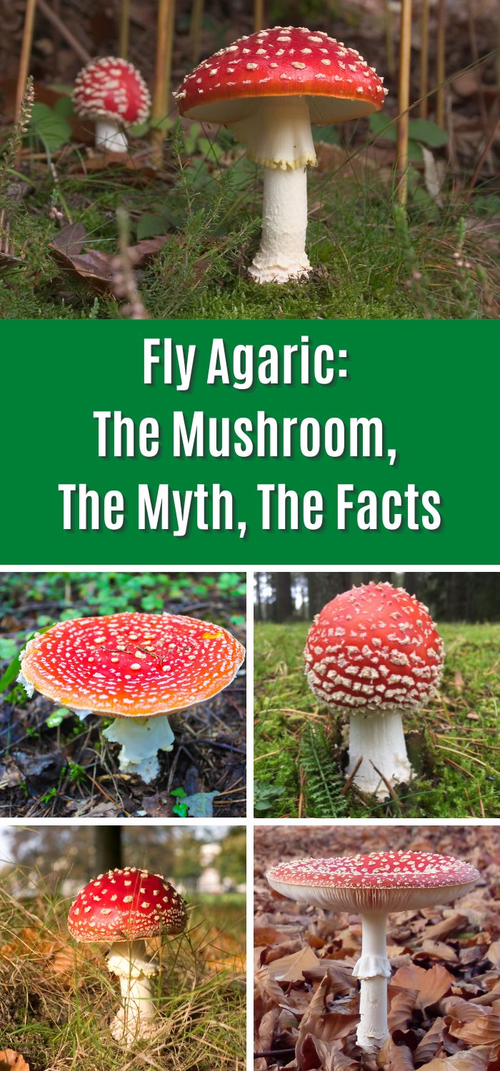 Fly Agaric: The Mushroom, The Myth, The Facts - Mushroom Appreciation