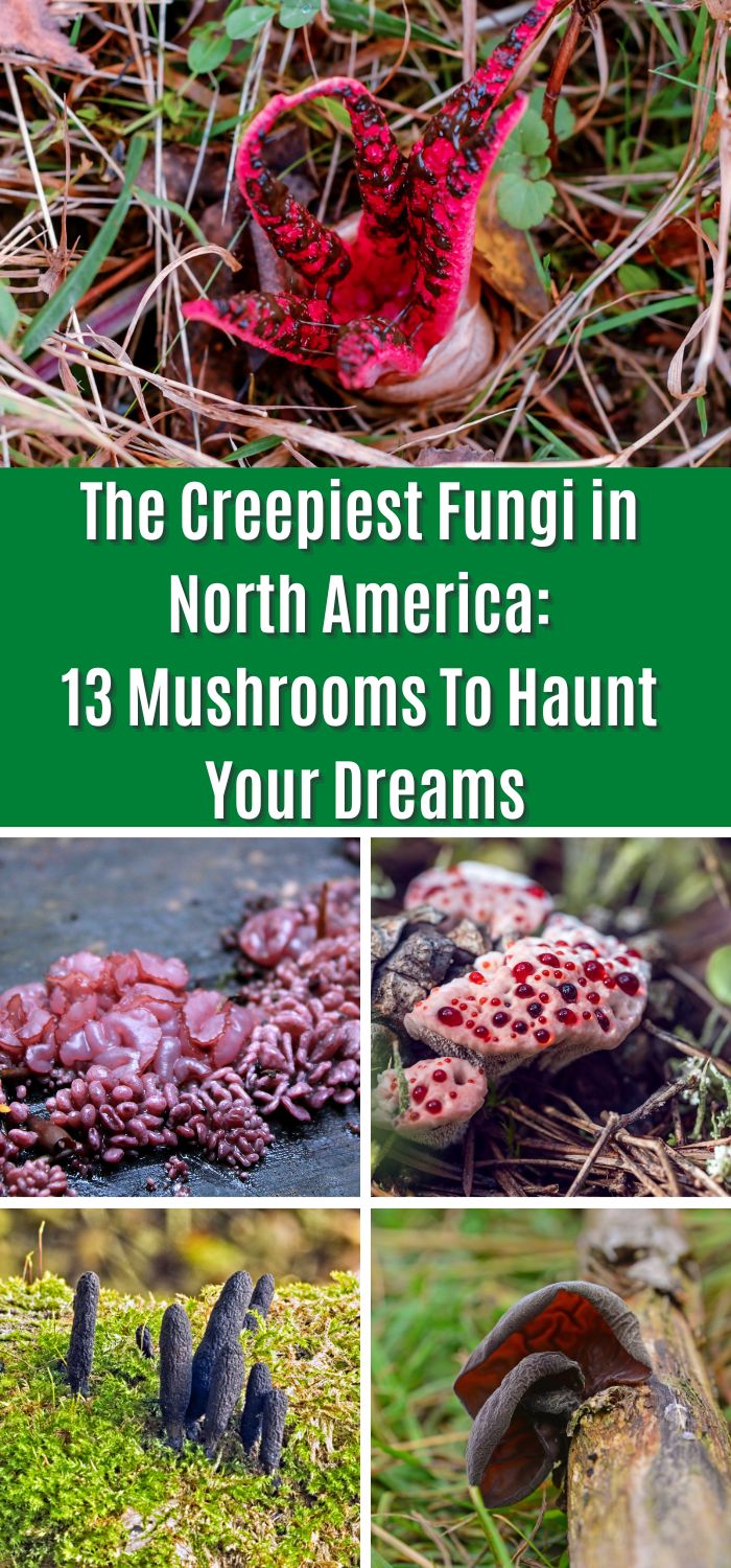 The Creepiest Fungi in North America: 13 Mushrooms To Haunt Your Dreams ...