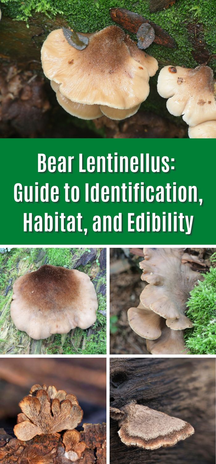 Bear Lentinellus: Guide to Identification, Habitat, and Edibility ...