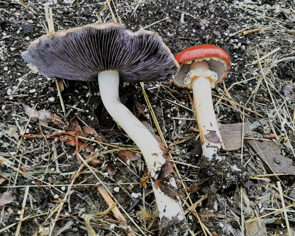 What Mushrooms Grow In Spring: A Spring Foraging Guide - Mushroom ...