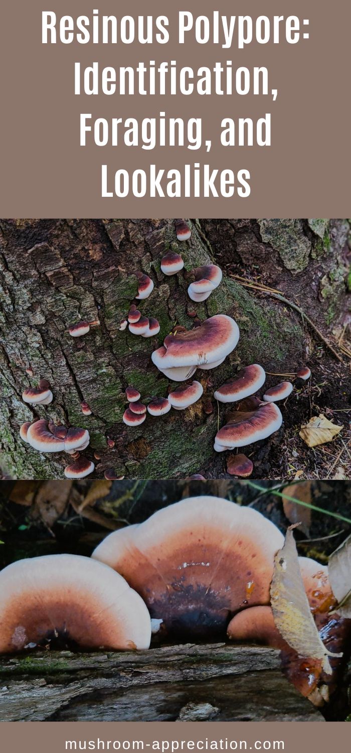 Resinous Polypore: Identification, Foraging, and Lookalikes - Mushroom ...