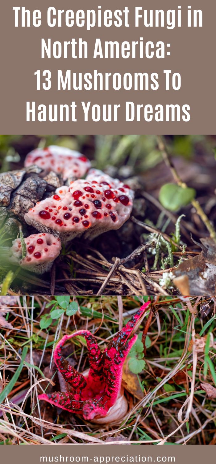 The Creepiest Fungi in North America: 13 Mushrooms To Haunt Your Dreams ...