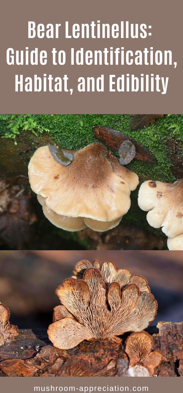 Bear Lentinellus: Guide to Identification, Habitat, and Edibility ...