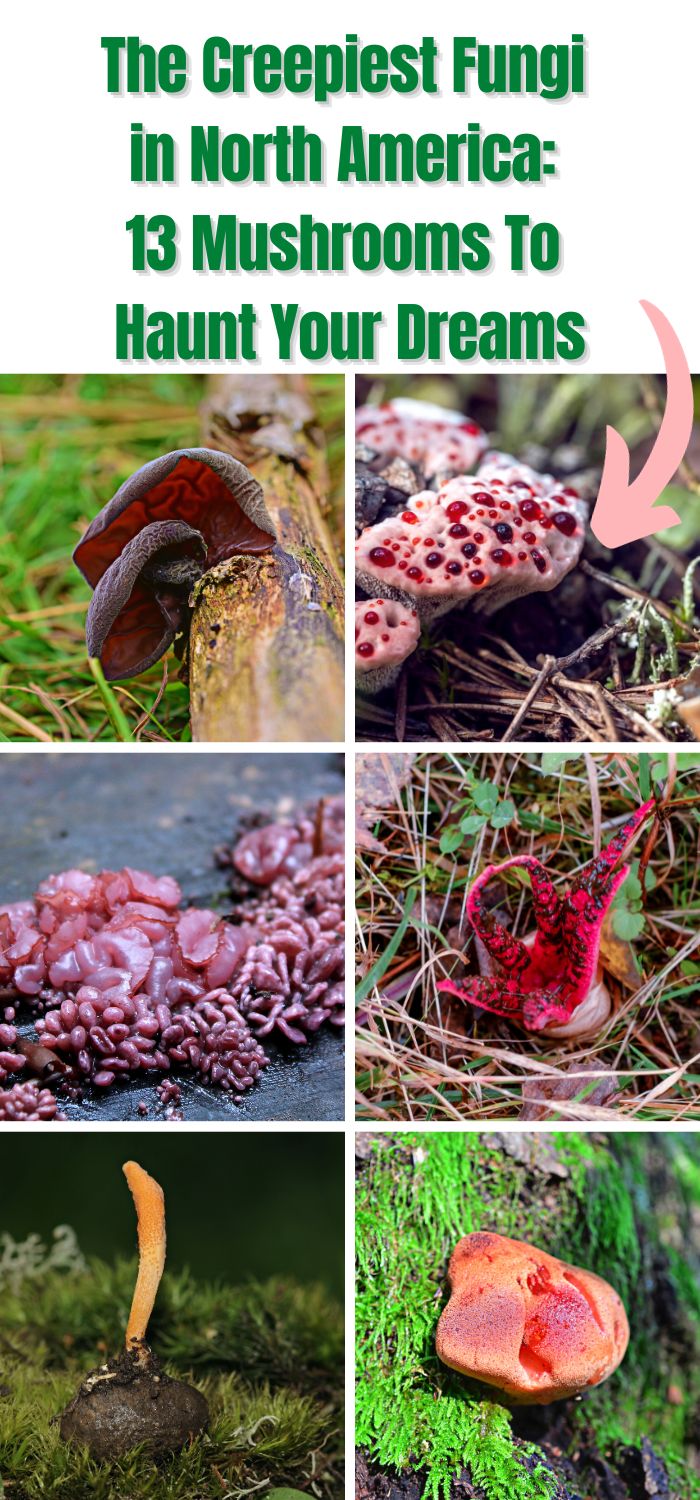 The Creepiest Fungi in North America: 13 Mushrooms To Haunt Your Dreams ...