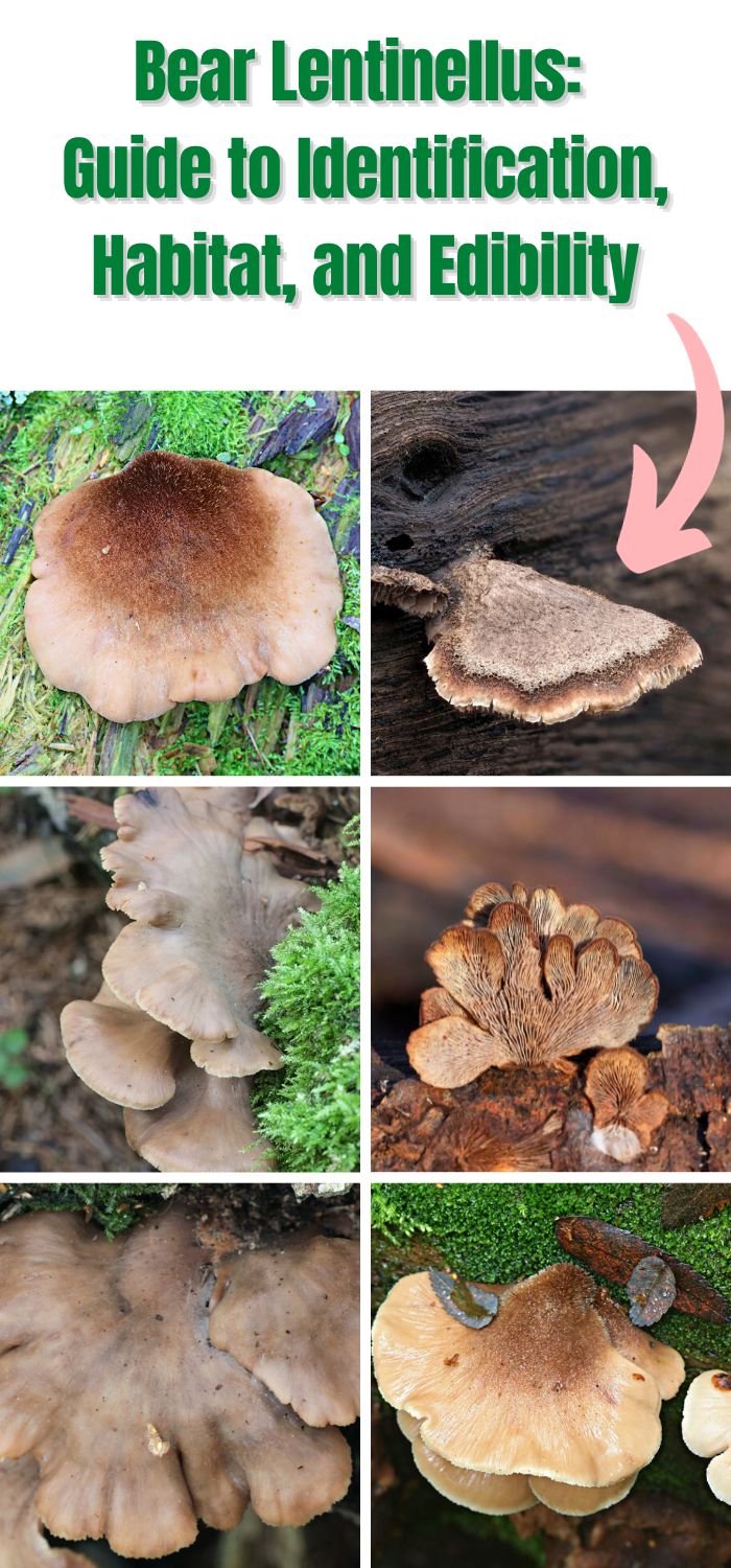 Bear Lentinellus: Guide to Identification, Habitat, and Edibility ...