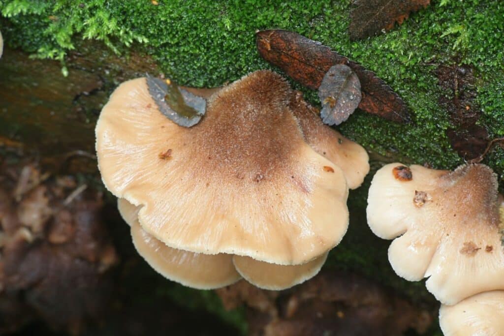 Bear Lentinellus: Guide to Identification, Habitat, and Edibility ...