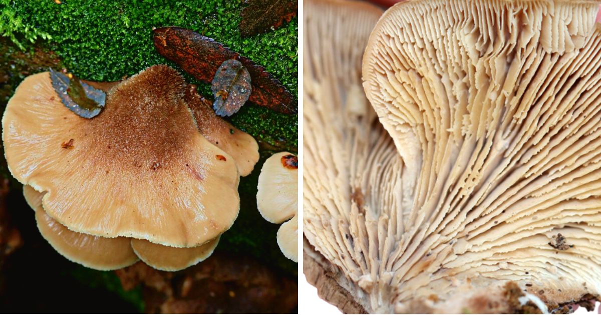 Bear Lentinellus: Guide to Identification, Habitat, and Edibility ...