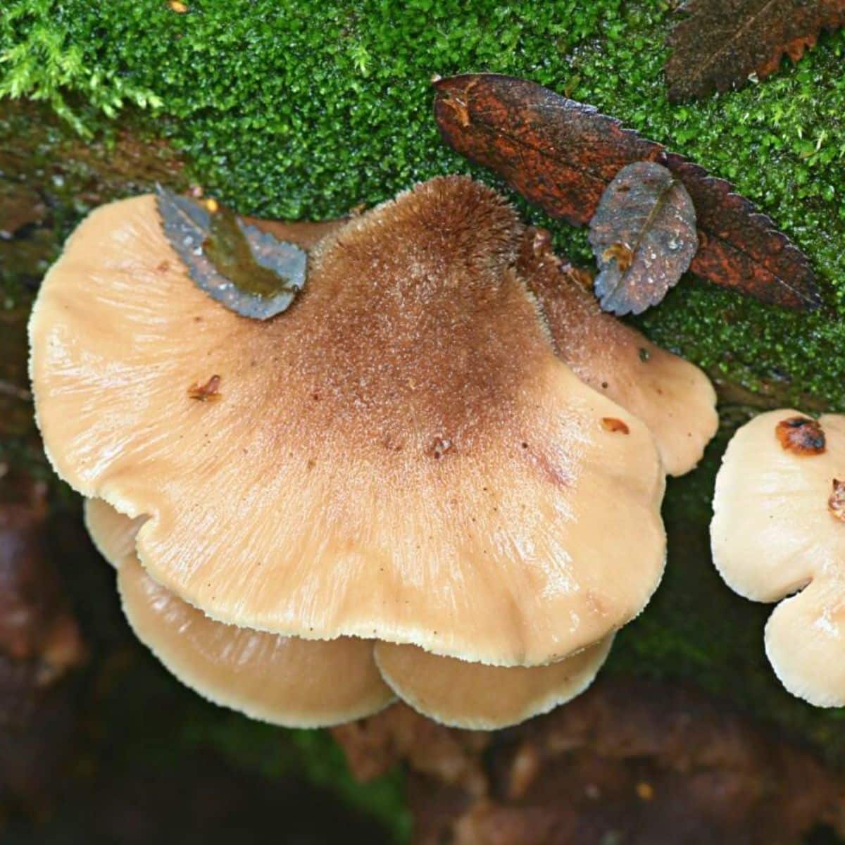 Mushroom Species - Mushroom Appreciation