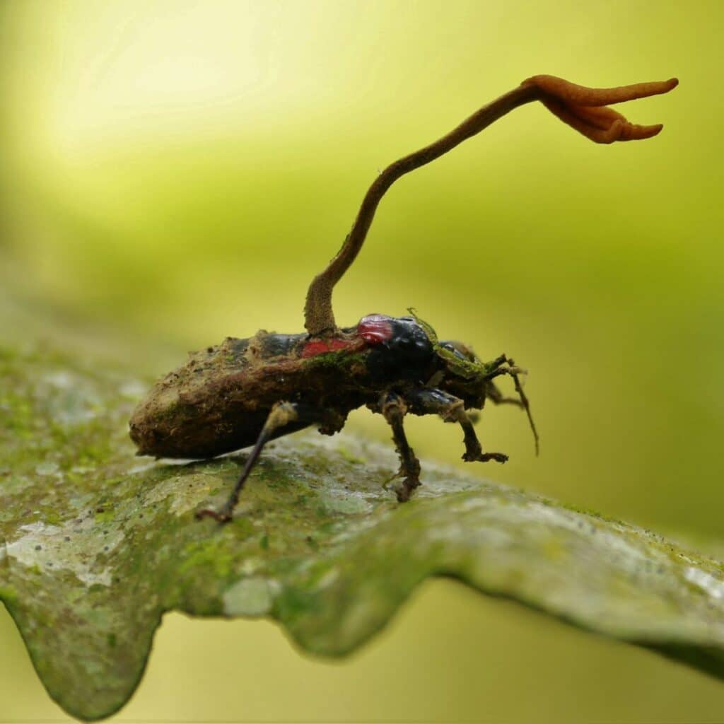 The 15 Weirdest Mushrooms In The World - Mushroom Appreciation