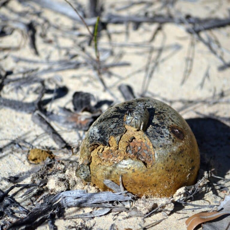 The Creepiest Fungi in North America: 13 Mushrooms To Haunt Your Dreams ...