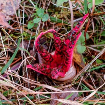 The Creepiest Fungi in North America: 13 Mushrooms To Haunt Your Dreams ...