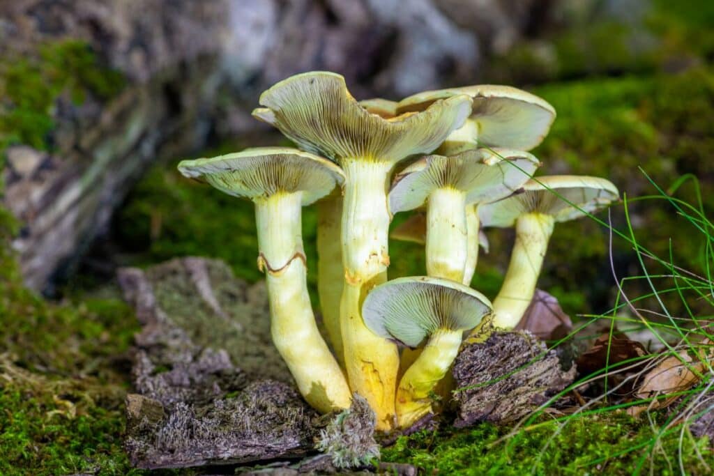 The Toxic Sulfur Tuft: Identification And Cautions - Mushroom Appreciation