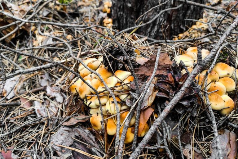 The Toxic Sulfur Tuft: Identification And Cautions - Mushroom Appreciation