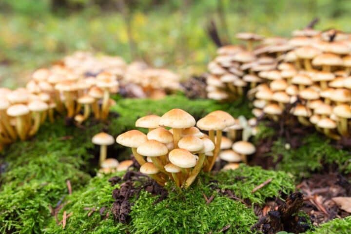 The Toxic Sulfur Tuft: Identification And Cautions - Mushroom Appreciation