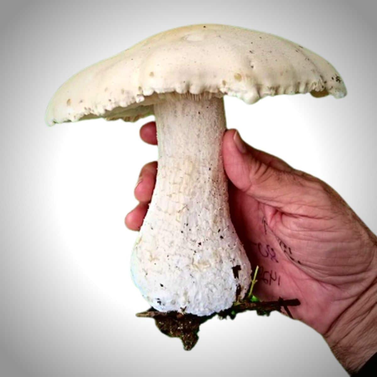 Mushroom Species - Mushroom Appreciation
